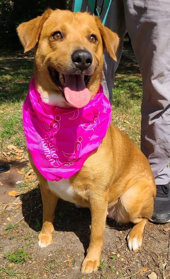 ONE DOG AT A TIME!